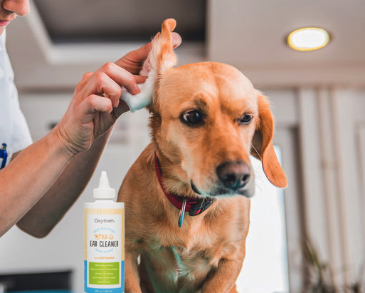 5 Top Tips Oren Hond Schoonmaken