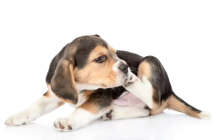 Vlooien Hond - 10 Tips Wat Te Doen Als Je Hond Vlooien Heeft